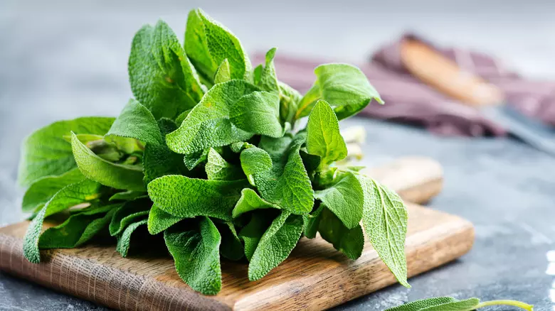 Primo piano di salvia