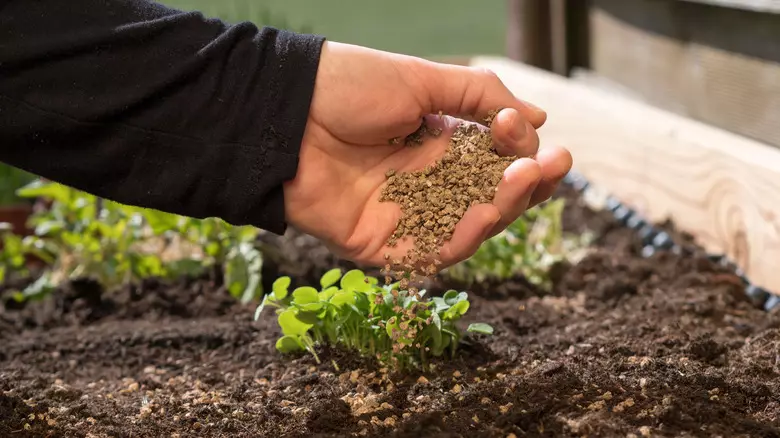 'n Plant met korrels wat in die hand gehou word.