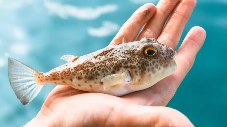 Un peixe globo velenoso na man de alguén