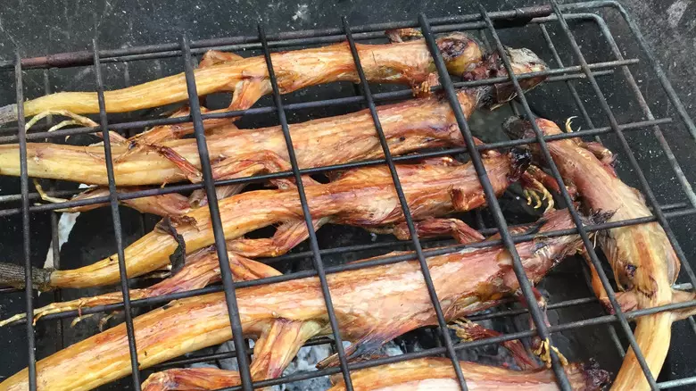 Iguana á prancha baixo estantes metálicos