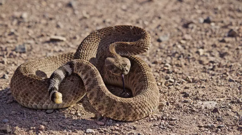 Una serpiente de cascabel enrollada en la tierra