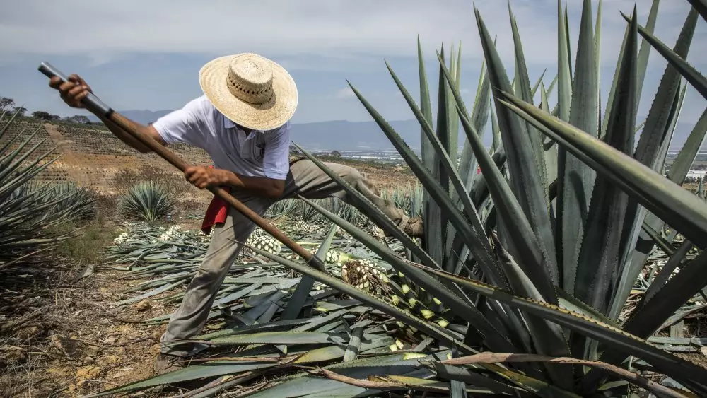 Proses pembuatan tequila di Meksiko