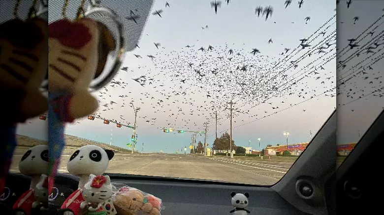 Grackles sammeln sich für die Endzeit