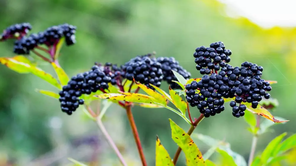 elderberries