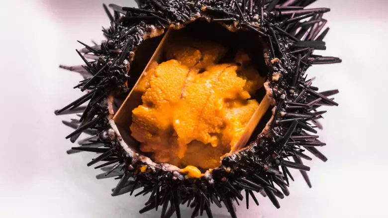 usa ka open sea urchin