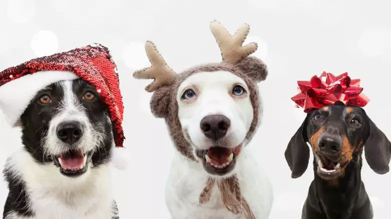 Tilu anjing maké topi Natal