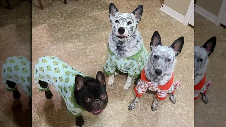 Awọn aja wọ Aldi's Heart to Tail Holiday Pet Pajamas