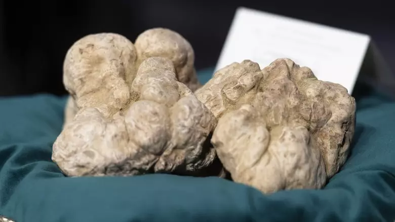 Giant farin truffle