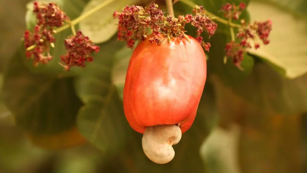 Cashew-Apfelbaum