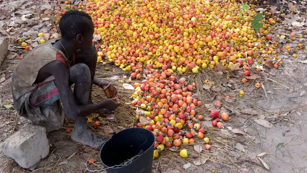 Cashew-Ernte in Afrika