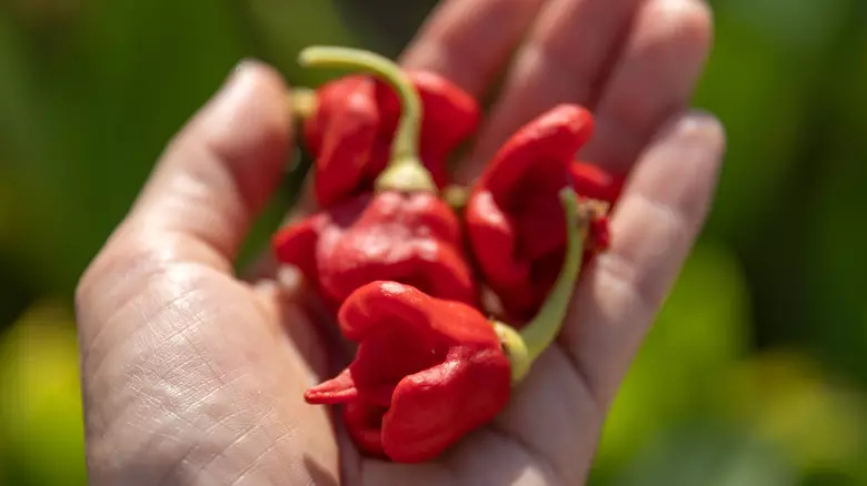 Un puñado de pementos de Carolina Reaper