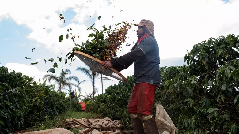 Farmár preosieva kávové čerešne