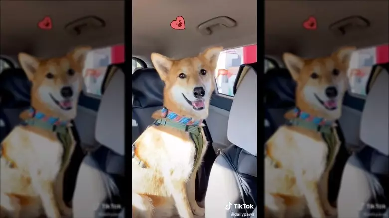 Hige de hond uit de TikTok-video van Daily Paws