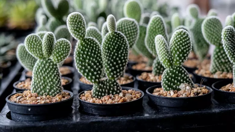 mini plantas de cactus