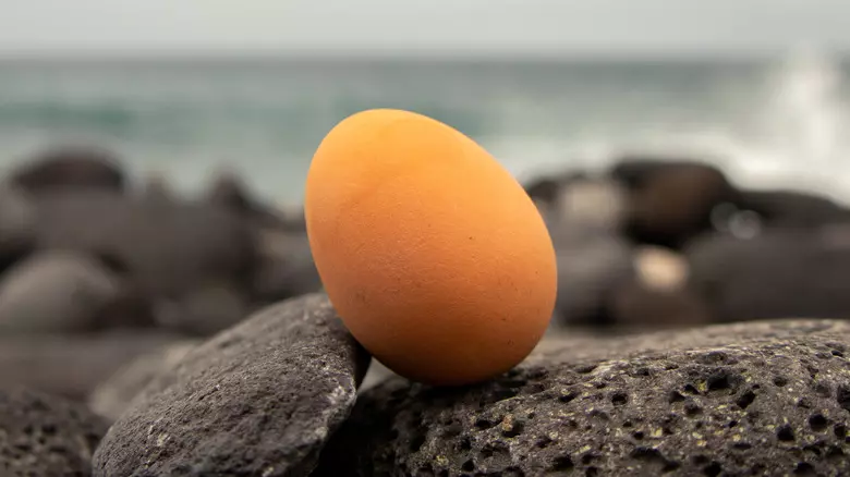 Telur cokelat di atas batu di tepi laut