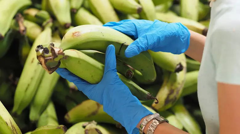 Memilih pisang raja