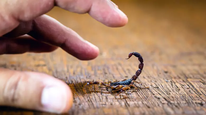 Ranka šalia mažyčio skorpiono ant medinių grindų