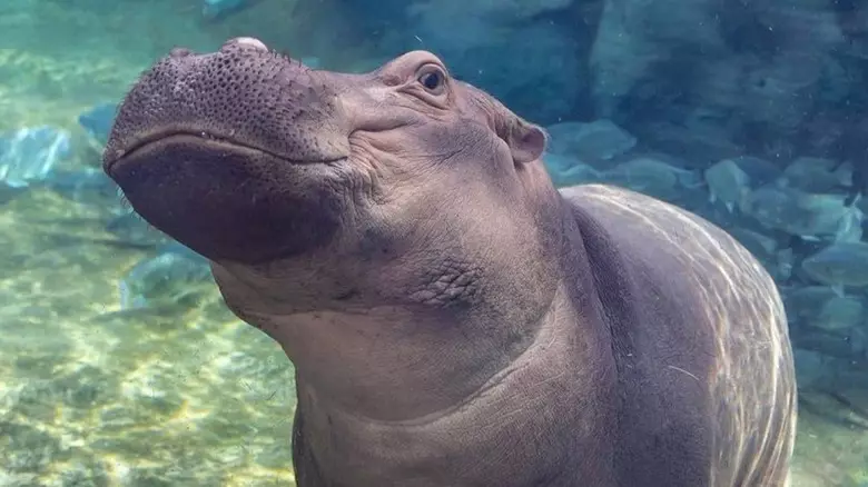 Fiona l'hippopotame au zoo de Cincinnati