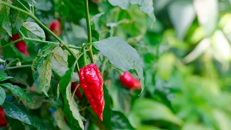 Ghost peppers na lumalaki sa hardin