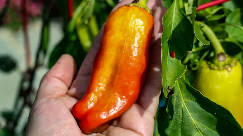 Hand met een Cubanelle-peper