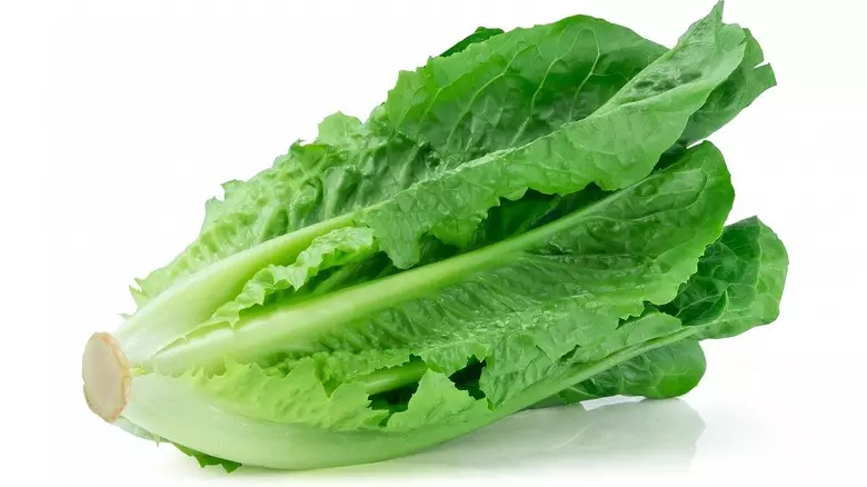 Romaine lettuce tiv thaiv keeb kwm dawb