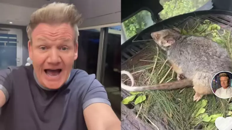 Gordon Ramsay di TikTok