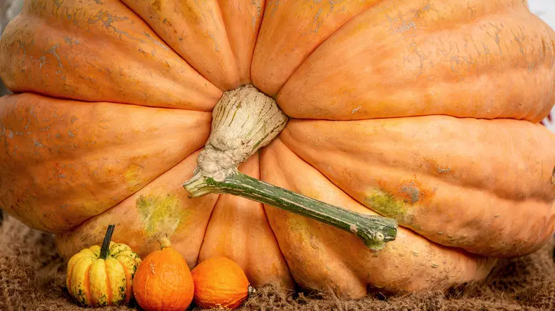 Giant pumpkin neist lytsere pumpkins