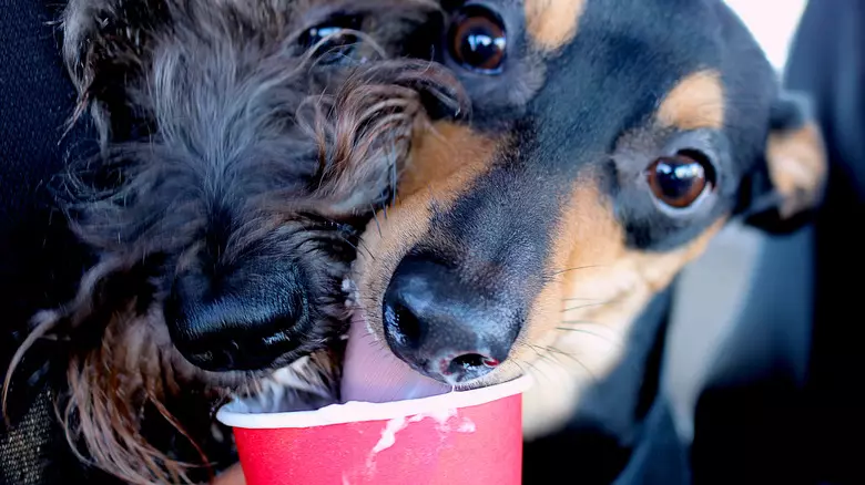 Due cani che si godono un puppuccino