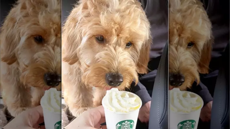 Goldendoodle kijkt naar een Puppuccino bij Starbucks