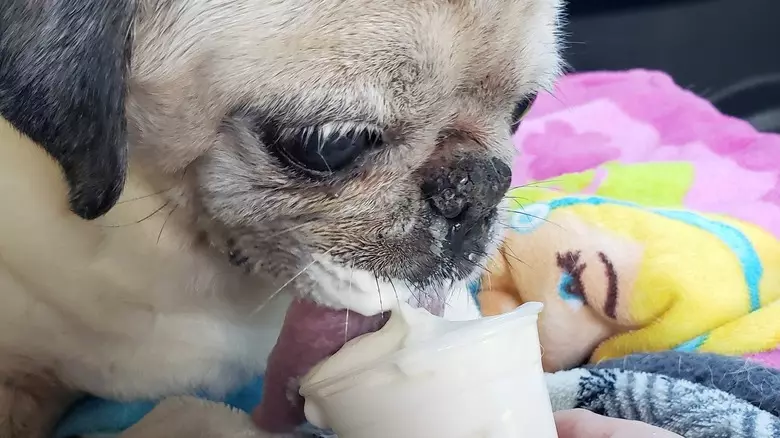 Mops spiser en pisket krem Puppuccino