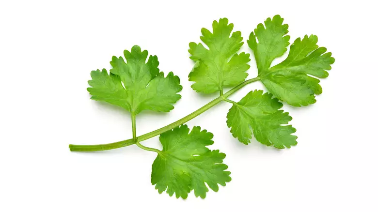 Cilantro sprig on asalka cad