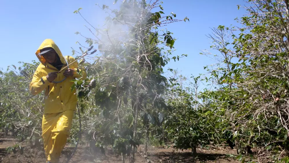 Un traballador loita contra a ferruxe do café nunha plantación de café