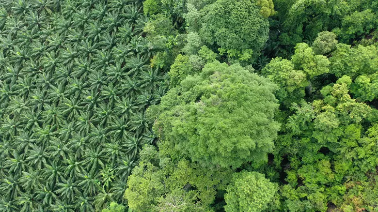 Palmolieplantage van bovenaf