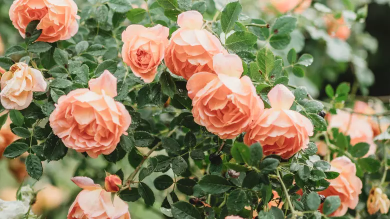 Awọn Roses Pink lori igbo kan.