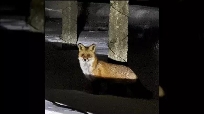fox by Martha Stewart thús