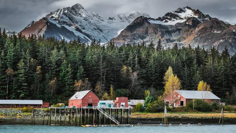 Conservificio di salmone dell'Alaska davanti alla foresta e alle montagne