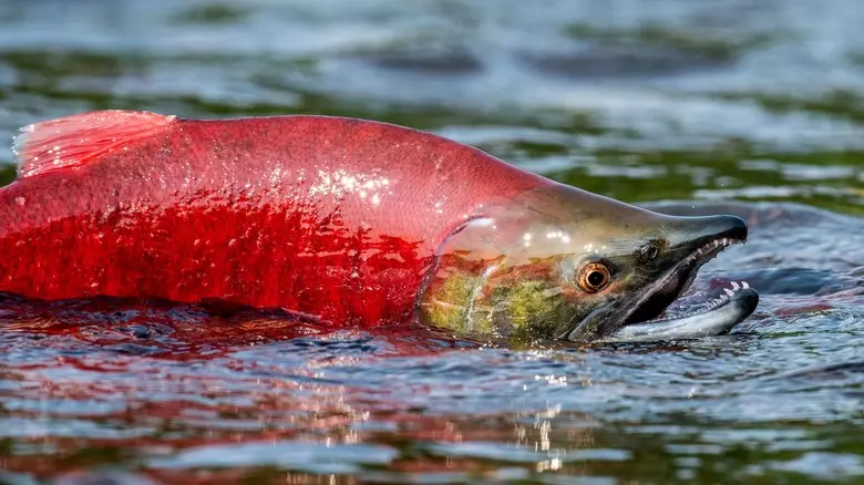 primo piano di salmone rosso in acqua