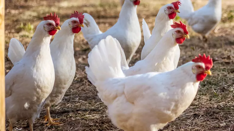 Leghorn Poulet weiden