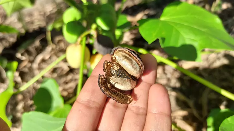 Jatropha hneta