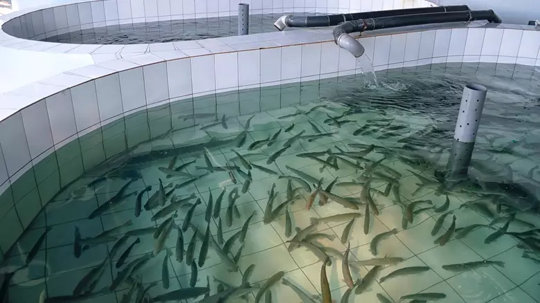 Isda sa isang fish farm