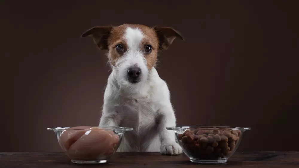 can escollendo entre alimentos