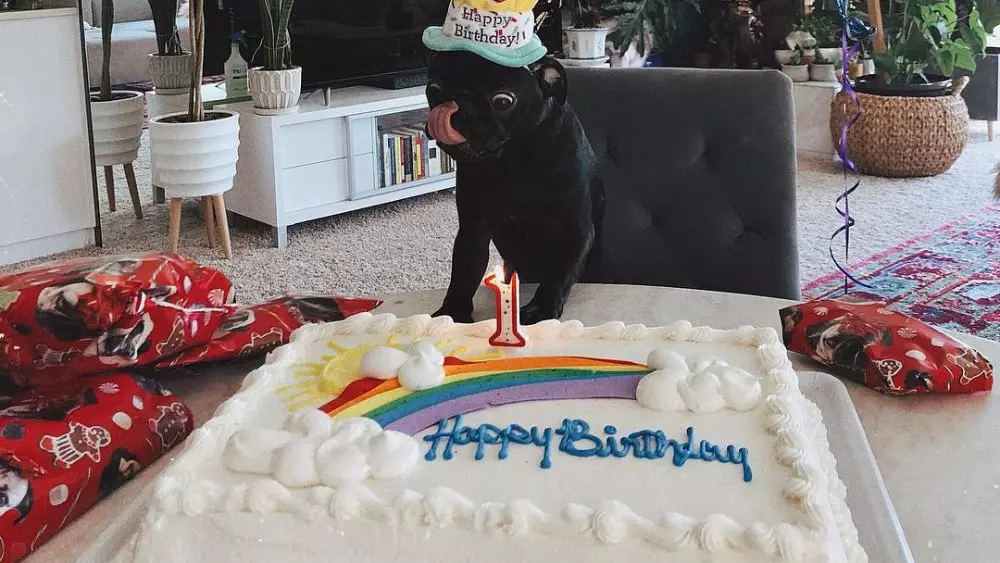 compleanno del cane con torta in fogli Costco