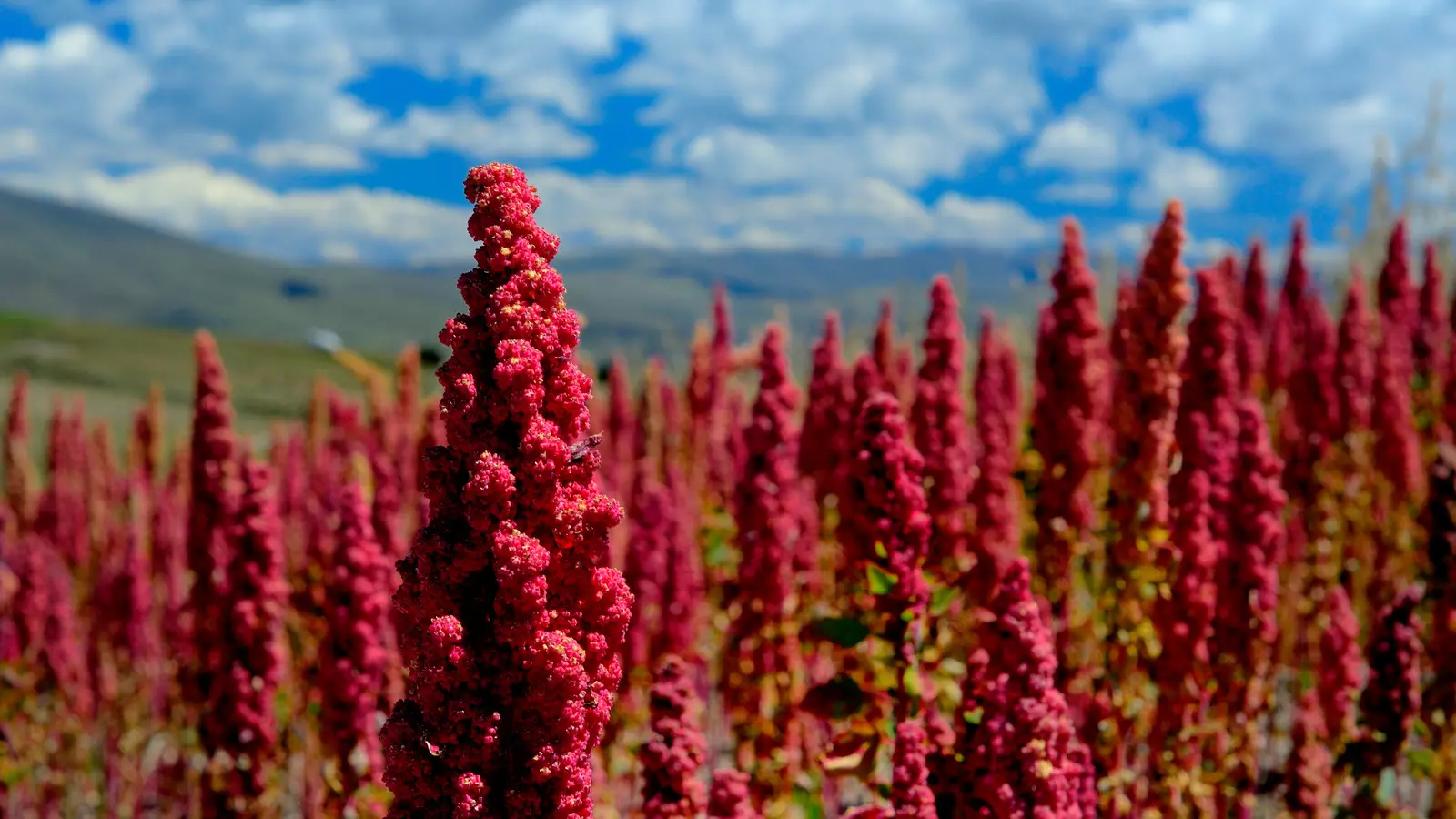 Quinoa чист ва оё он серғизо аст?