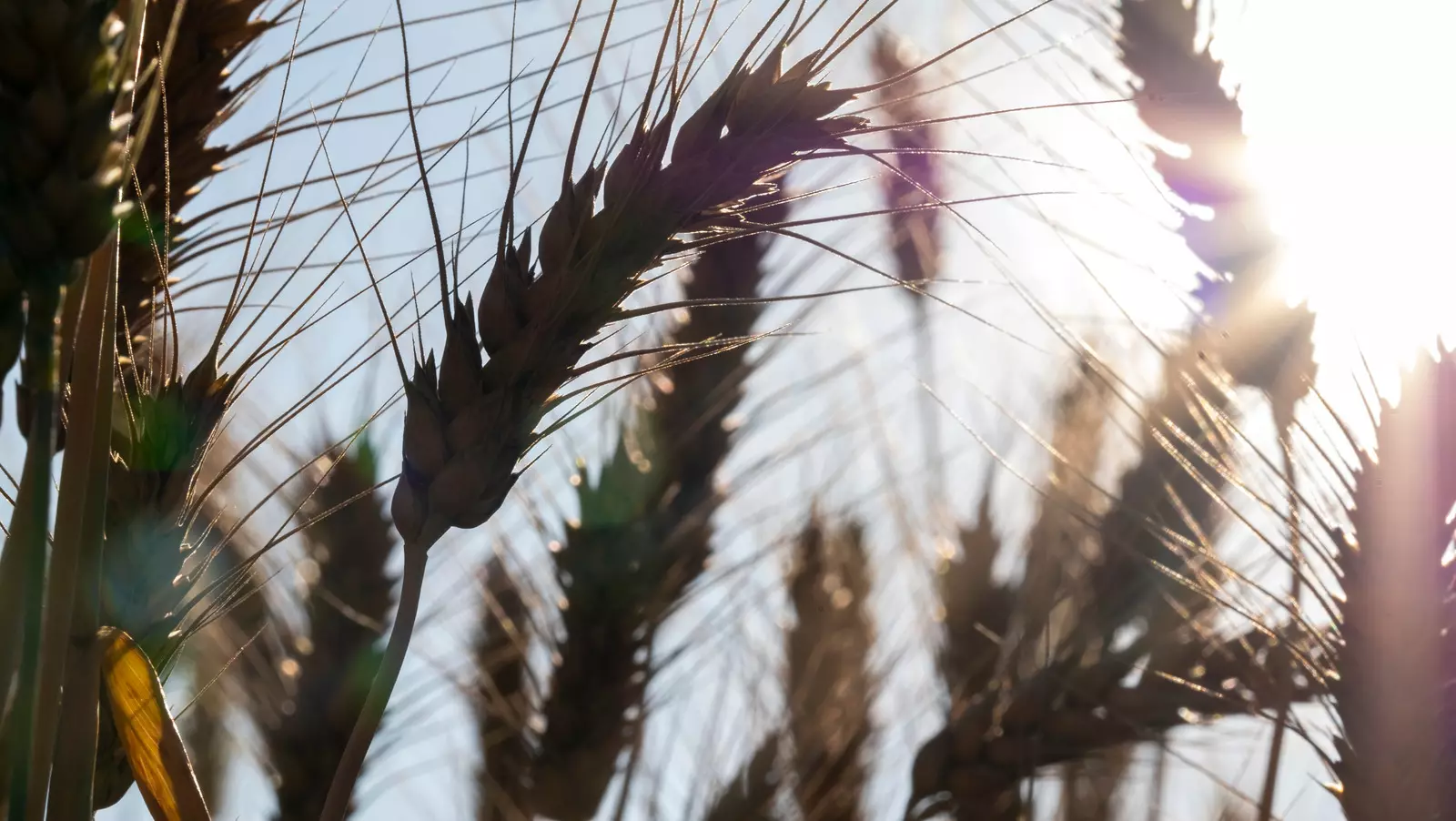 Apa Itu Barley Dan Apakah Itu Bebas Gluten?