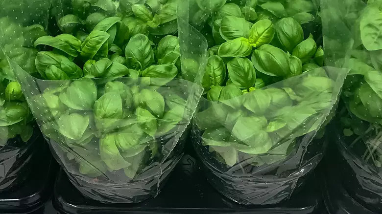 Basil Bunches
