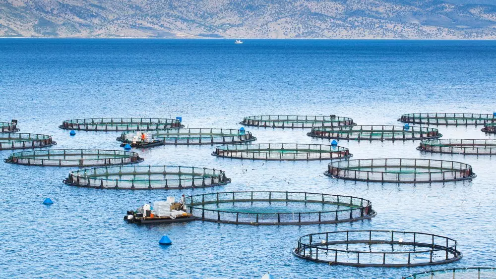 Fish farm