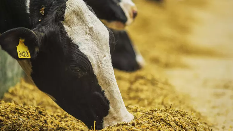 Farma mlijeka koja zlostavlja sir DiGorno