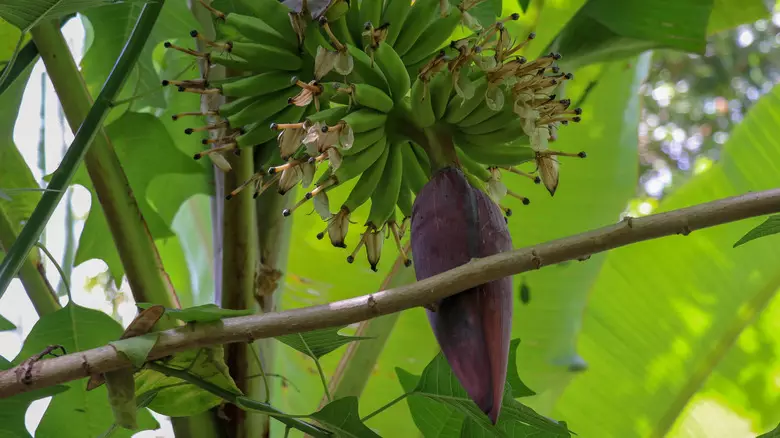 ಬಾಳೆ ಹೂವು