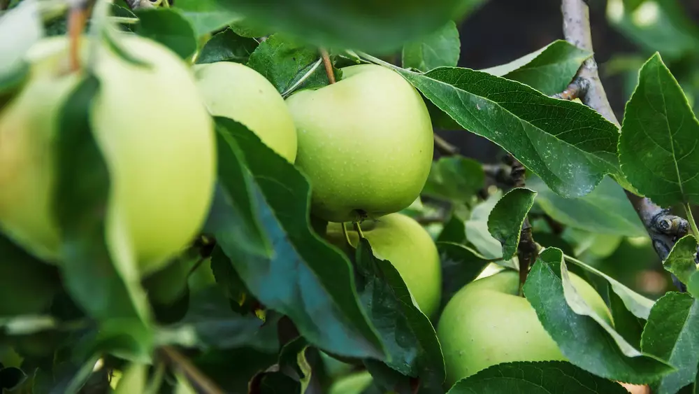 Manzanas verdes colgando de un árbol