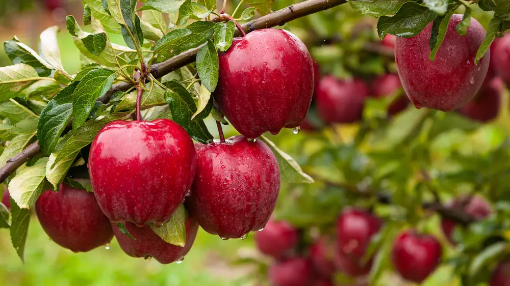 Manzanas rojas colgando de un árbol